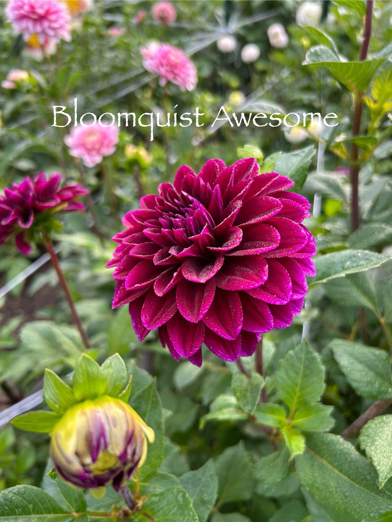 Bloomquist Awesome Tuber – The Sleeping Bear Dahlia Farm