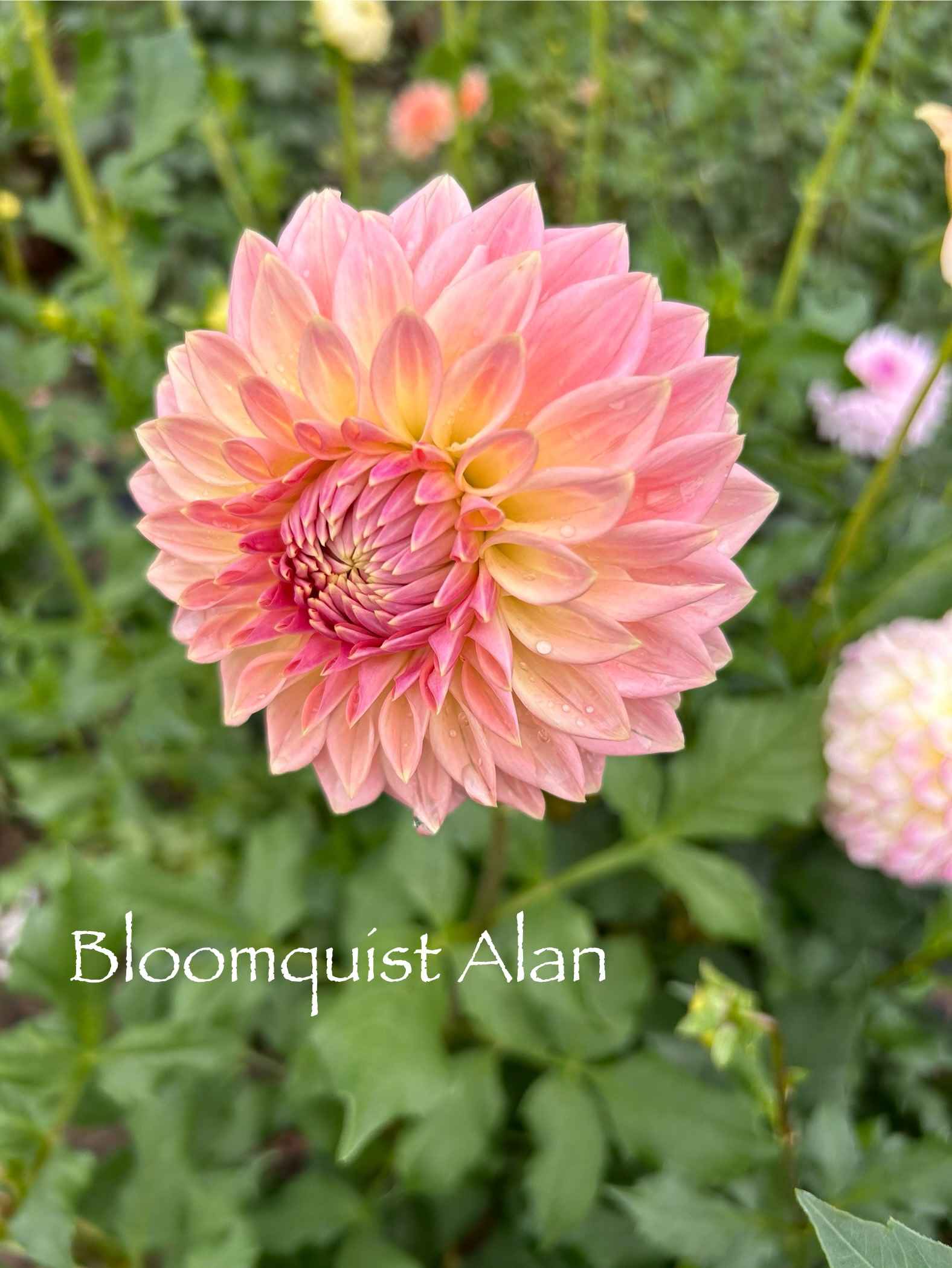 Bloomquist Alan Tuber – The Sleeping Bear Dahlia Farm
