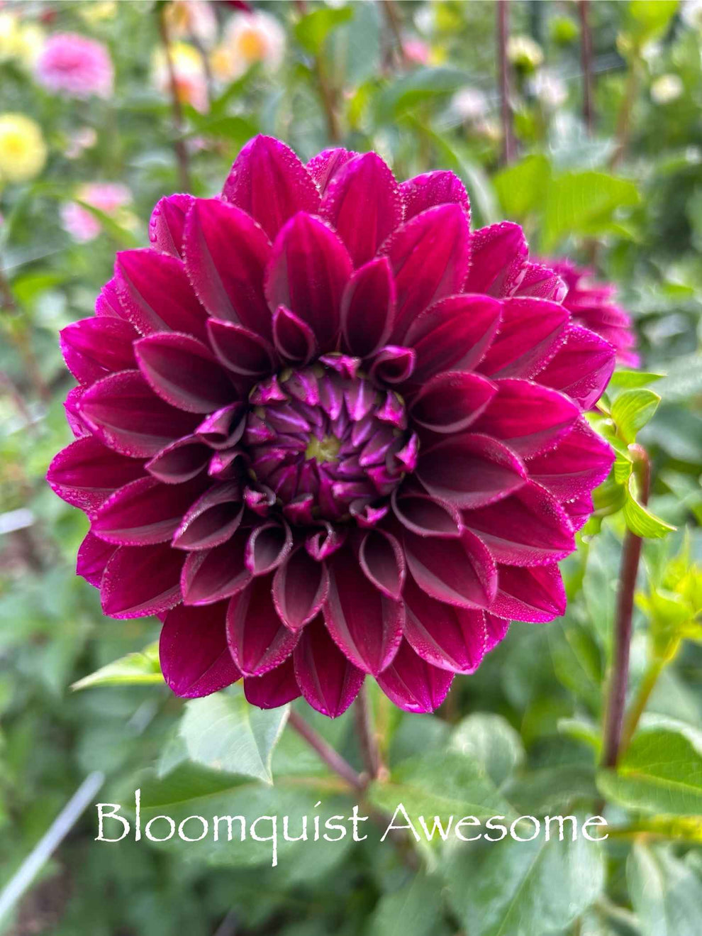 Bloomquist Awesome Tuber – The Sleeping Bear Dahlia Farm