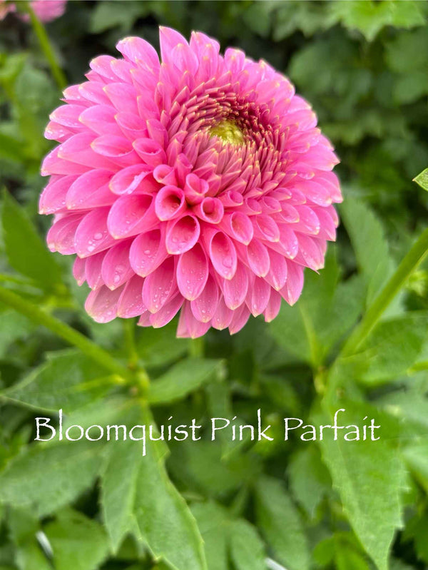 Bloomquist Pink Parfait Tuber – The Sleeping Bear Dahlia Farm