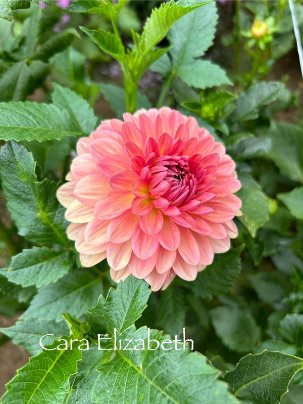 Cara Elizabeth Tuber – The Sleeping Bear Dahlia Farm