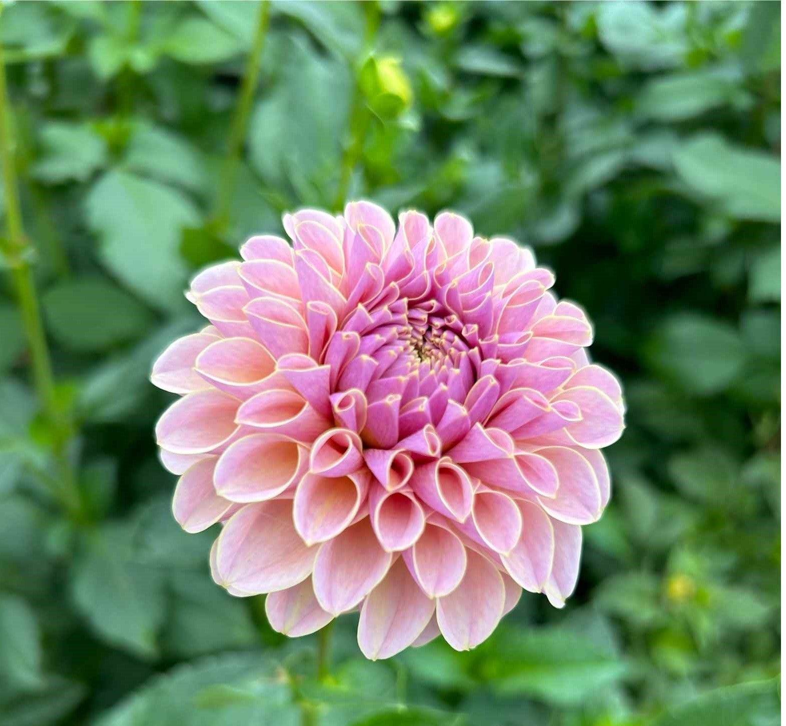 Cinder Rose Tuber – The Sleeping Bear Dahlia Farm