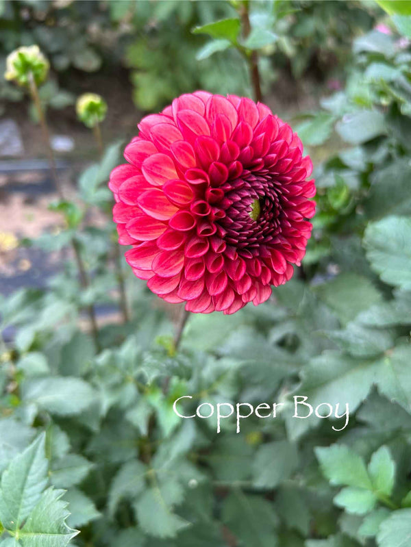 Copper Boy Tuber – The Sleeping Bear Dahlia Farm