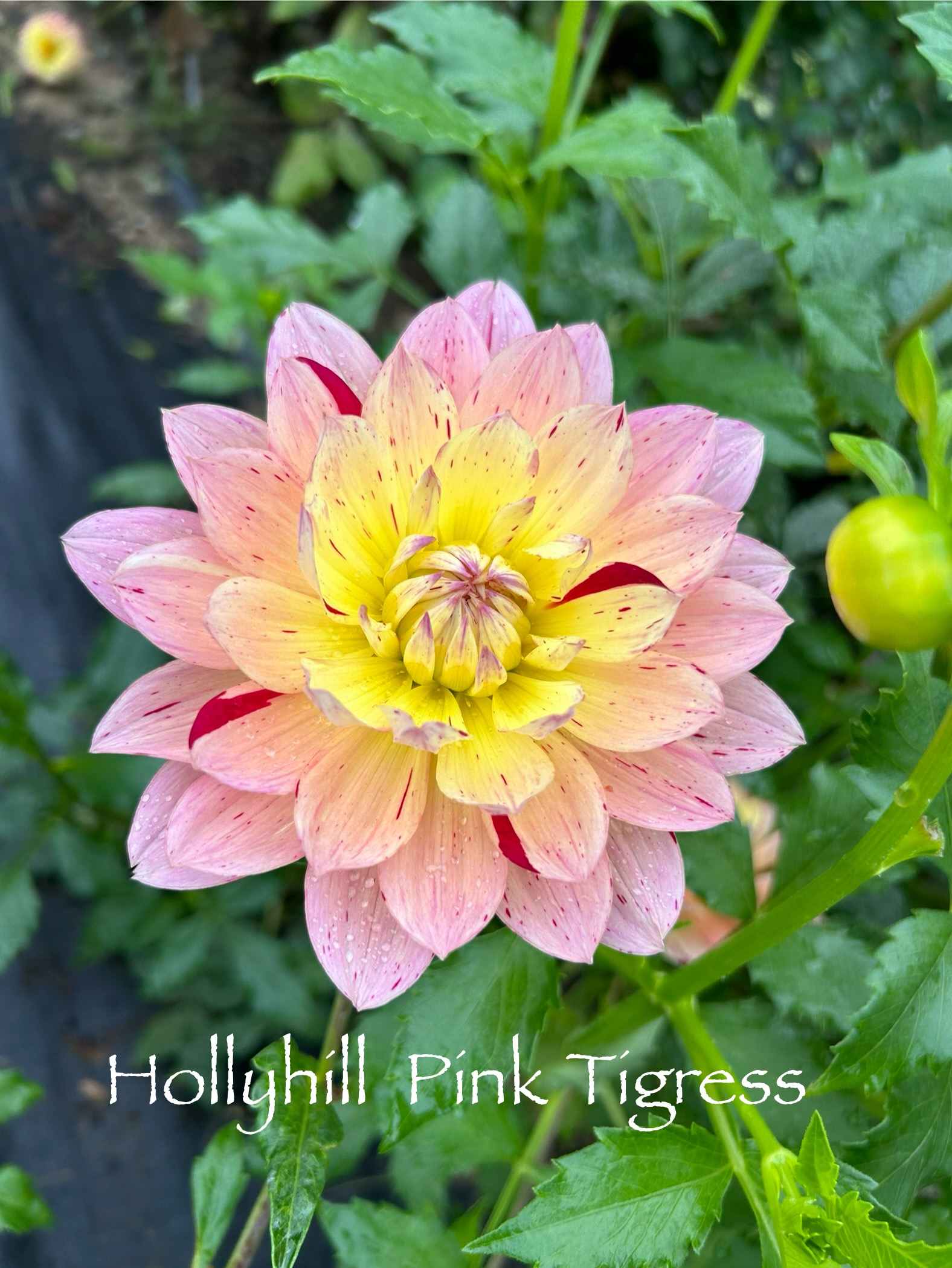 Hollyhill Pink Tigress Tuber – The Sleeping Bear Dahlia Farm