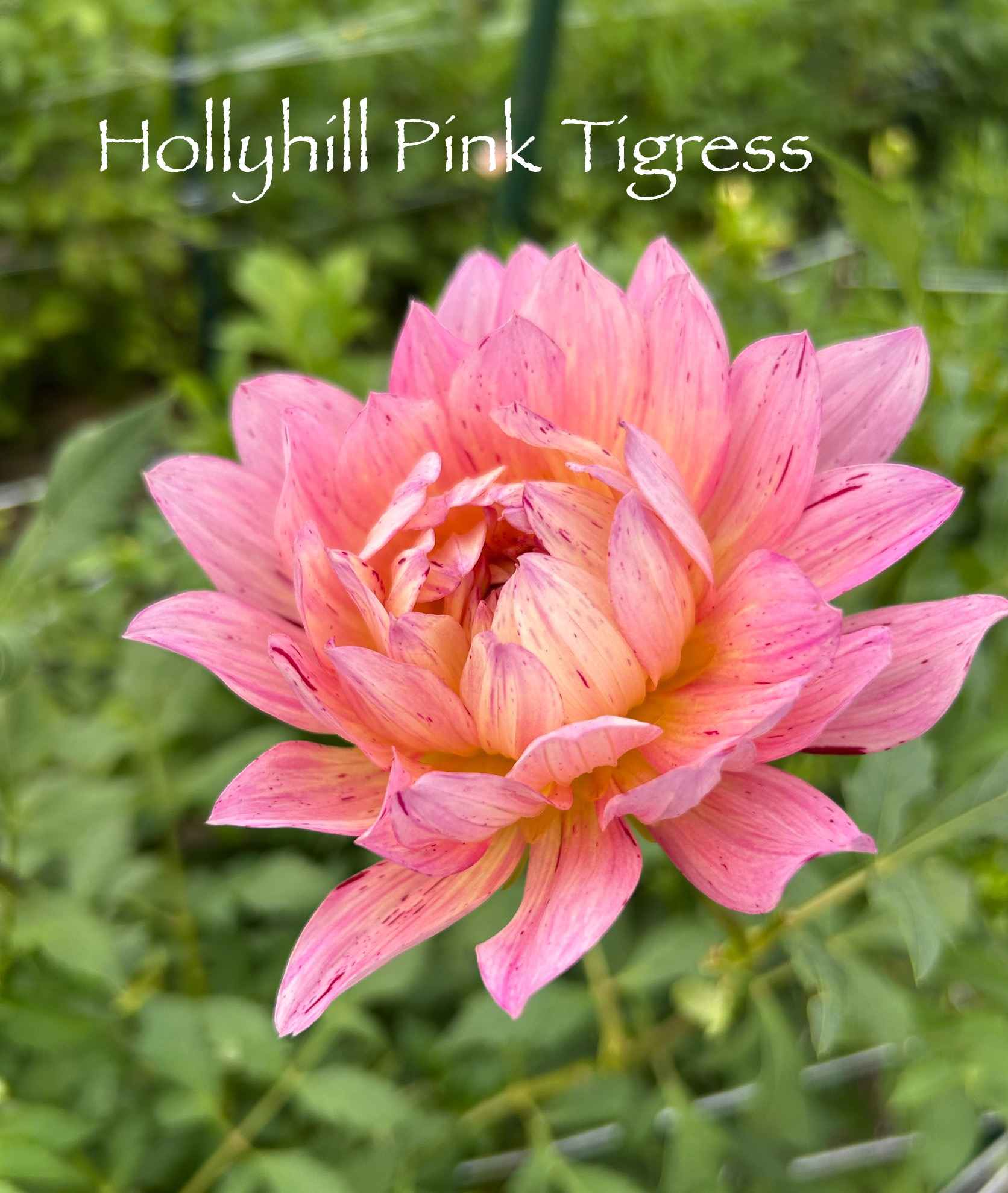 Hollyhill Pink Tigress Tuber – The Sleeping Bear Dahlia Farm