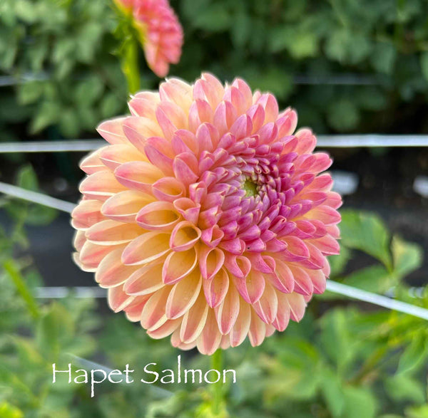 Hapet Salmon Tuber – The Sleeping Bear Dahlia Farm