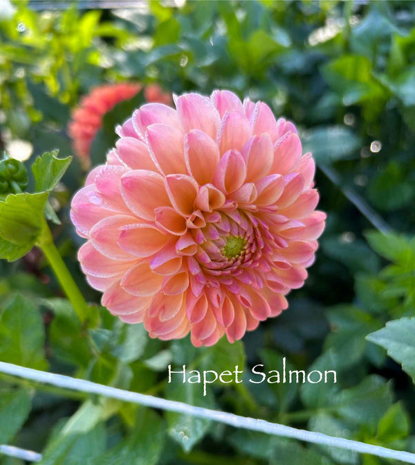 Hapet Salmon Tuber – The Sleeping Bear Dahlia Farm