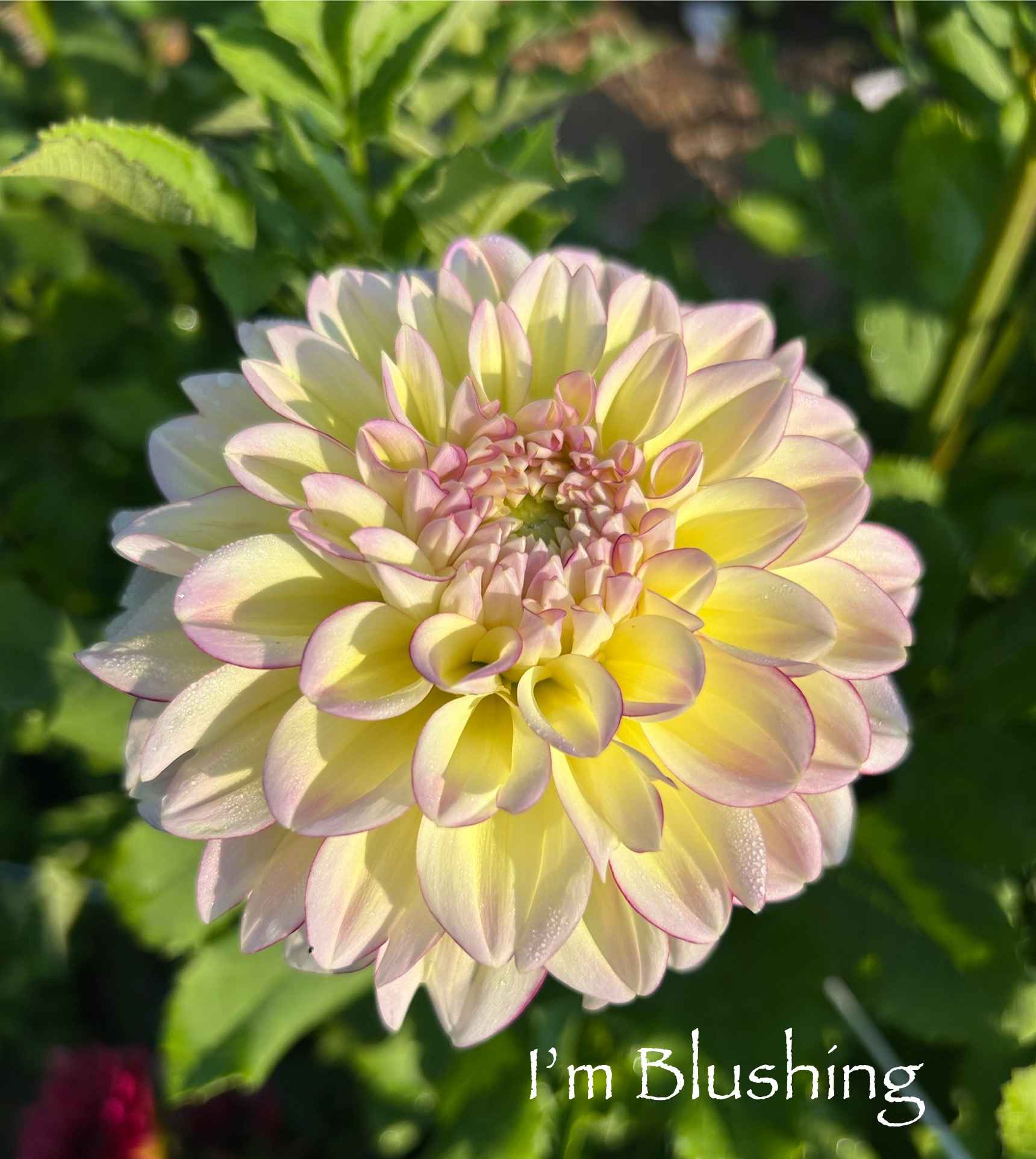 I'm Blushing Tuber – The Sleeping Bear Dahlia Farm