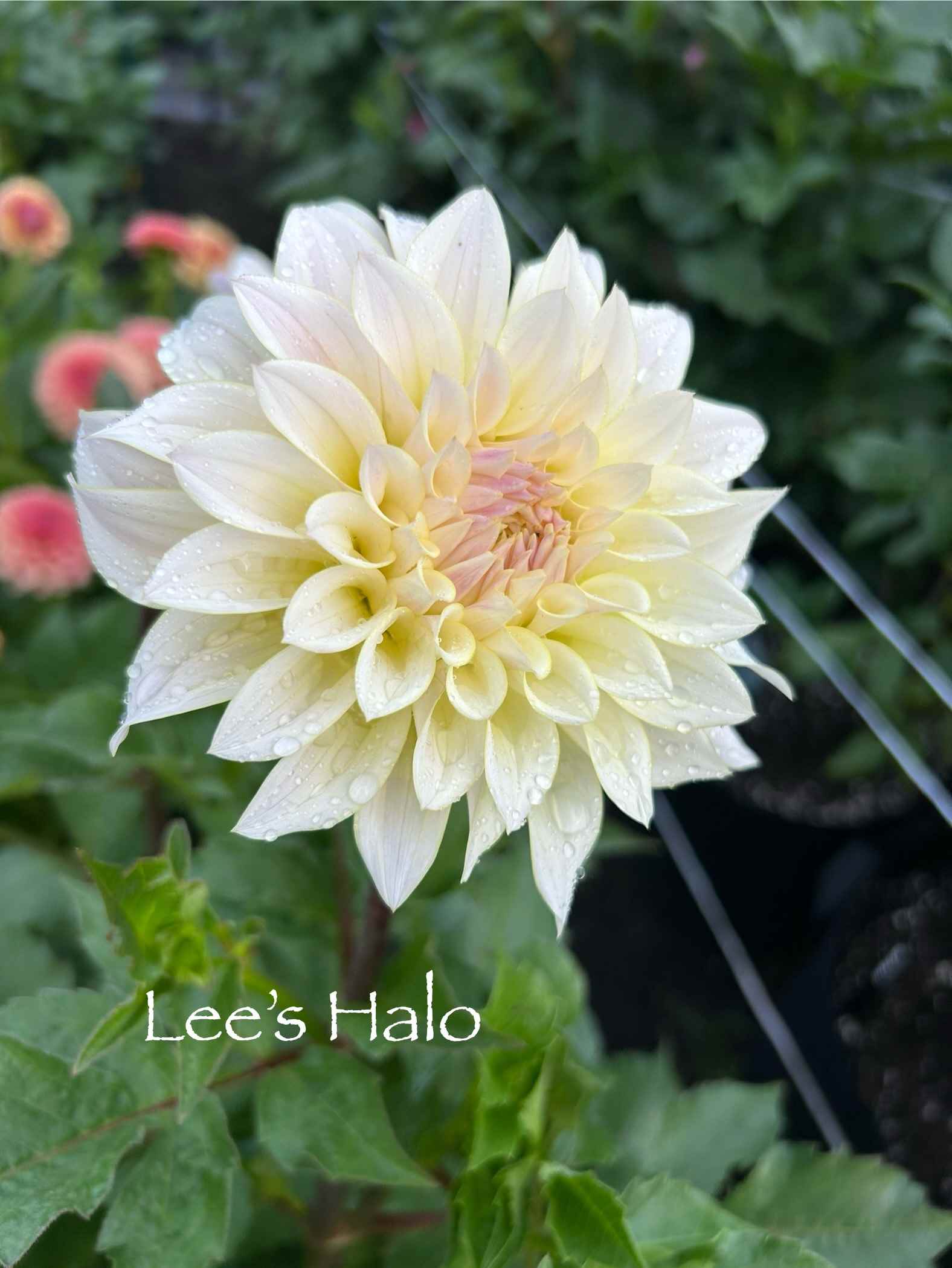 Lee's Halo Tuber – The Sleeping Bear Dahlia Farm