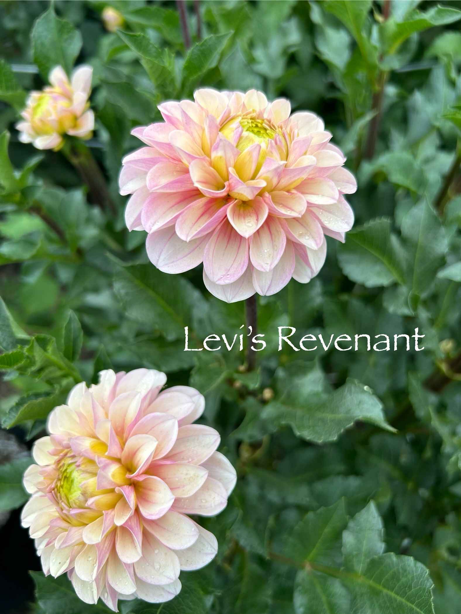 Levi S Revenant Tuber Limit One The Sleeping Bear Dahlia Farm