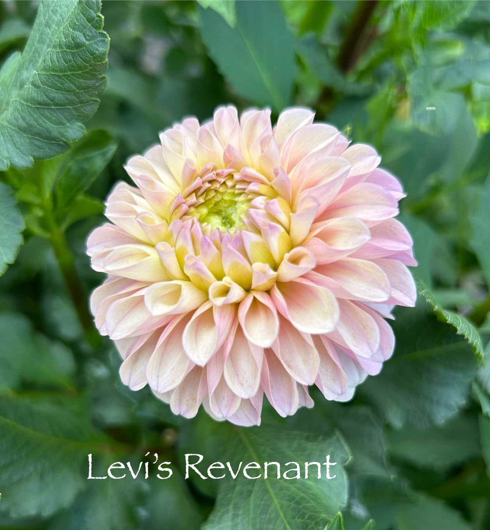 Levi's Revenant Tuber – The Sleeping Bear Dahlia Farm