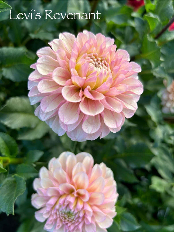 Levi's Revenant Tuber – The Sleeping Bear Dahlia Farm