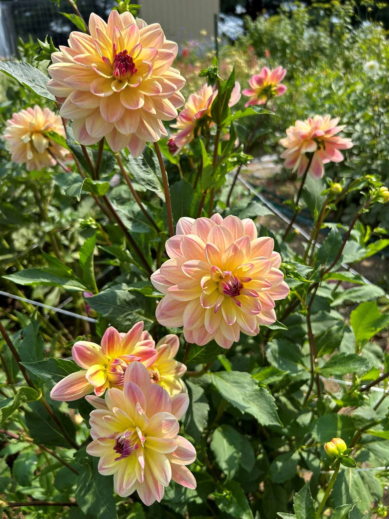Pat Fearey Tuber – The Sleeping Bear Dahlia Farm